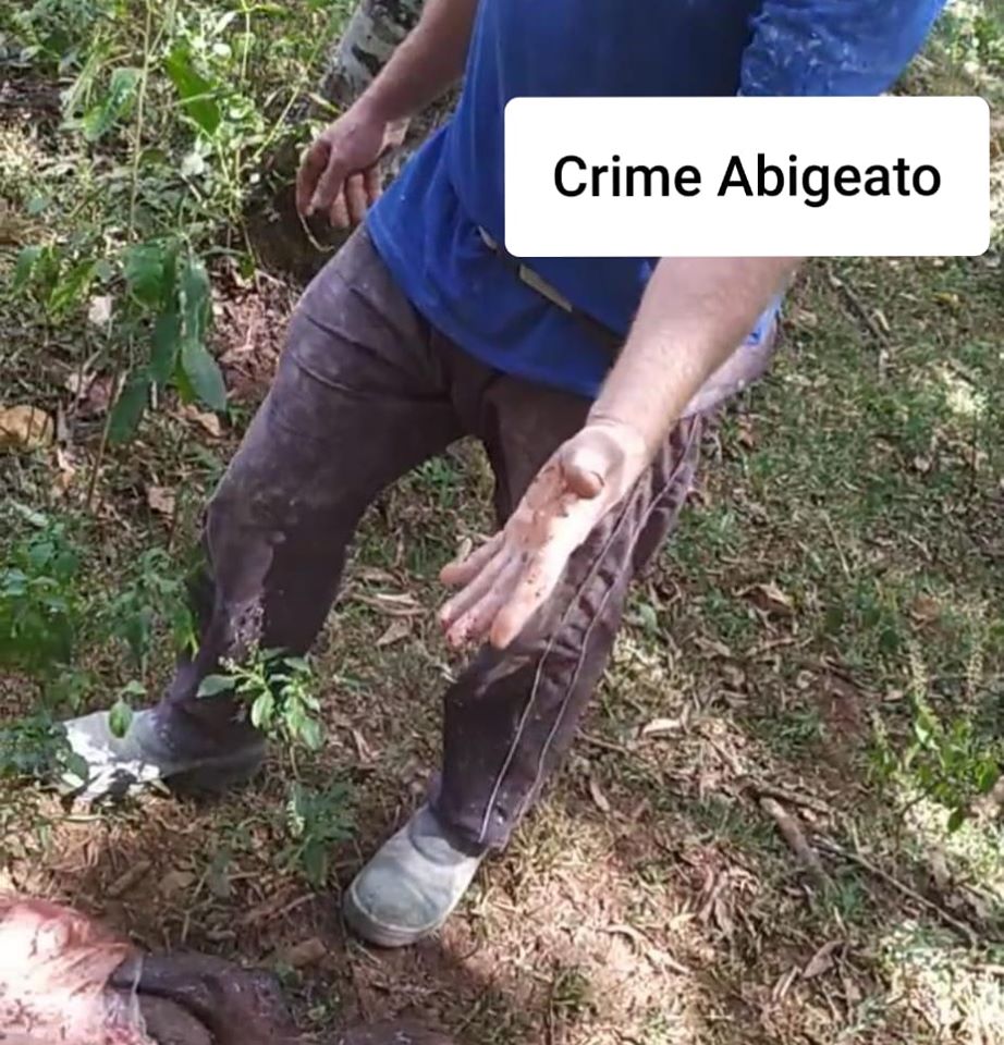 Vaca é carneada em mais um abigeato na Linha Três de Maio, em Guaporé ...