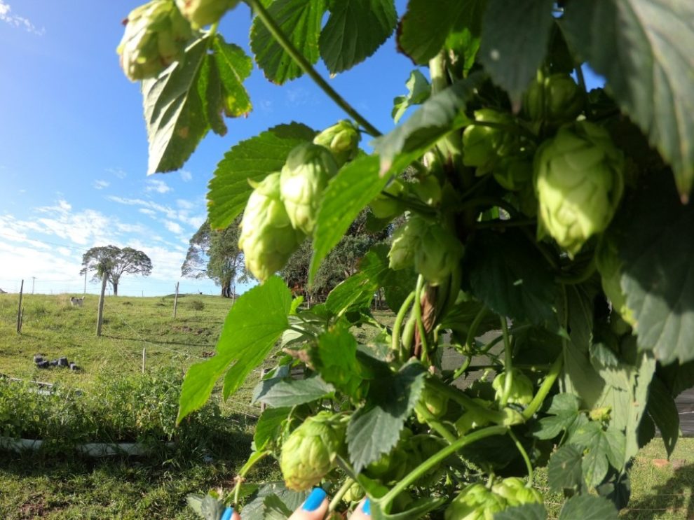 Projeto incentiva plantio de lúpulo no Rio Grande do Sul - Studio ...