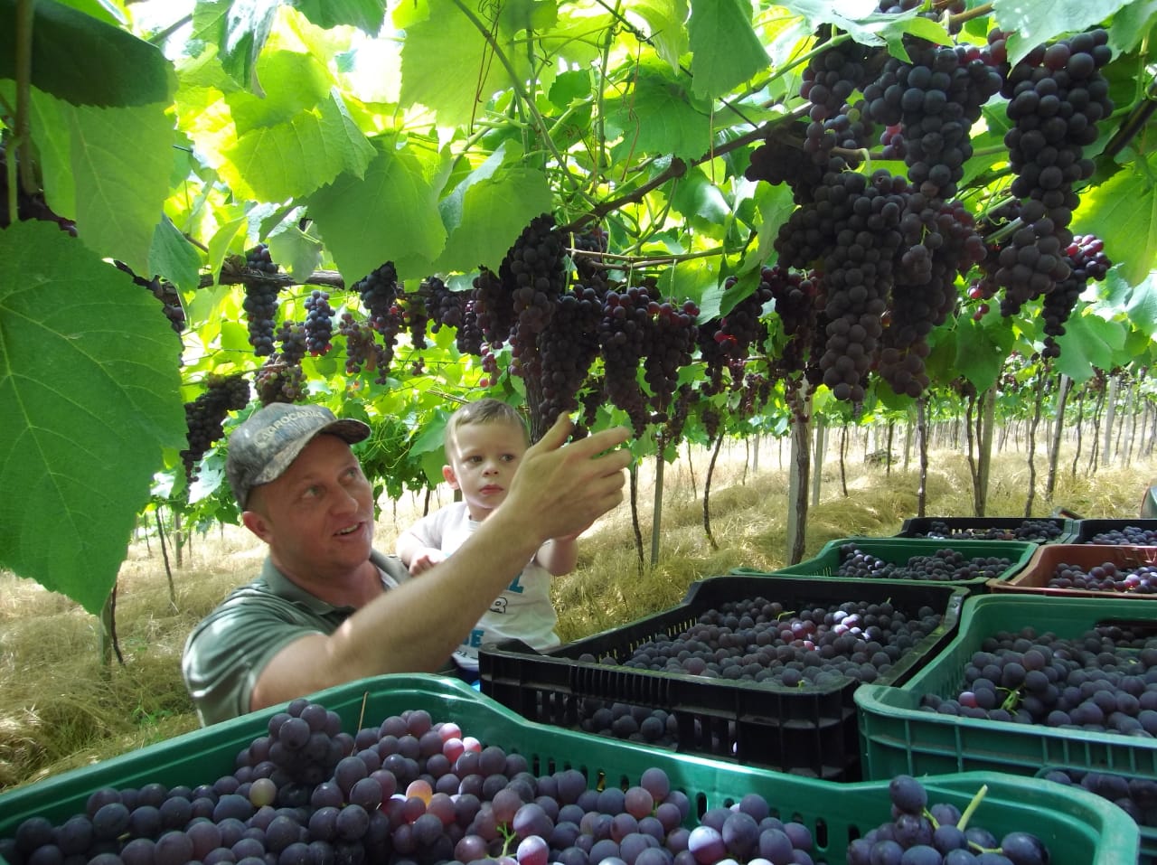 Colheita da safra da uva tem início | Studio Notícias | Studio TV